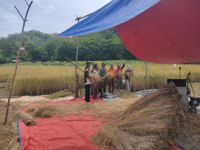 PANEN RAYA TANAMAN PADI WARGA PUCUNG